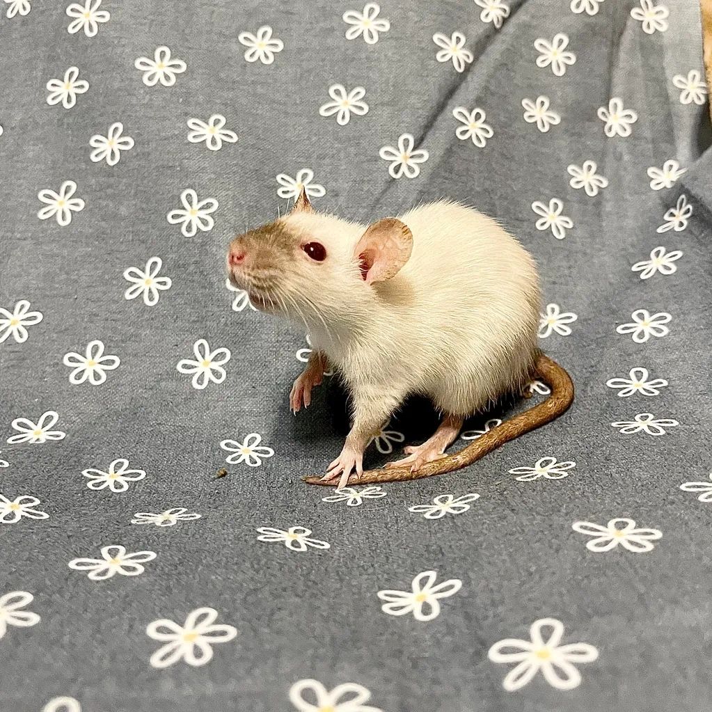 Girls | Sapphire Ranch Rattery