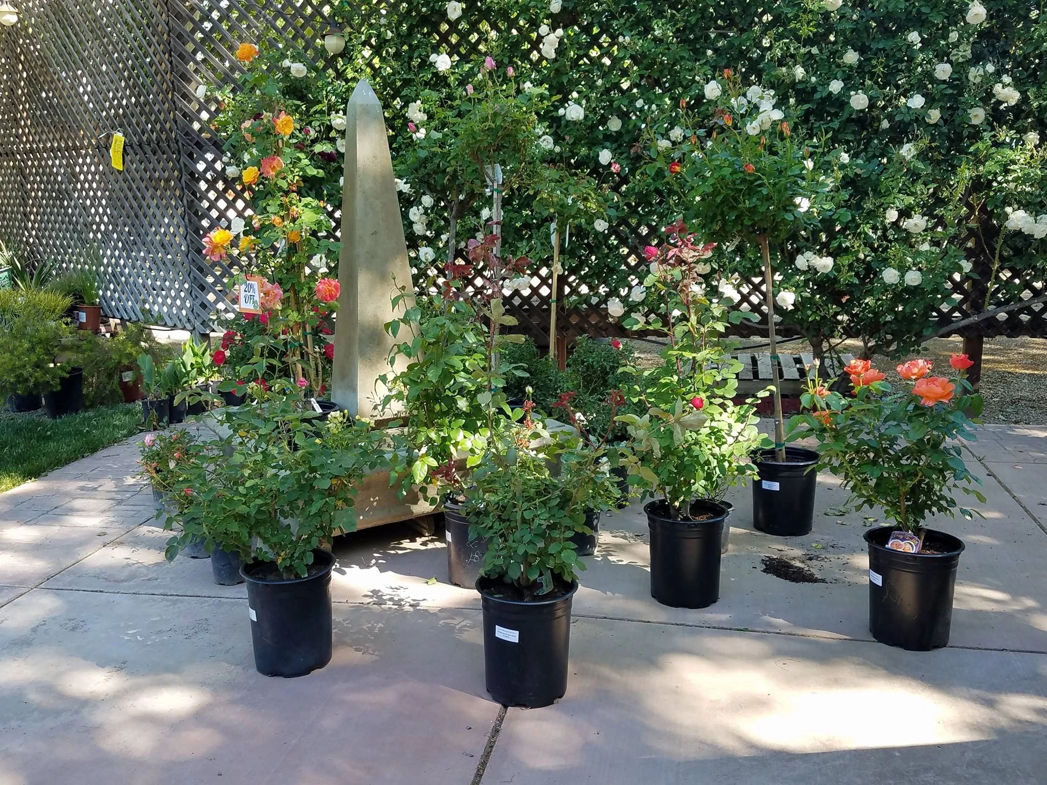 Reopening Celebration | Tracy's Nursery & Gardens