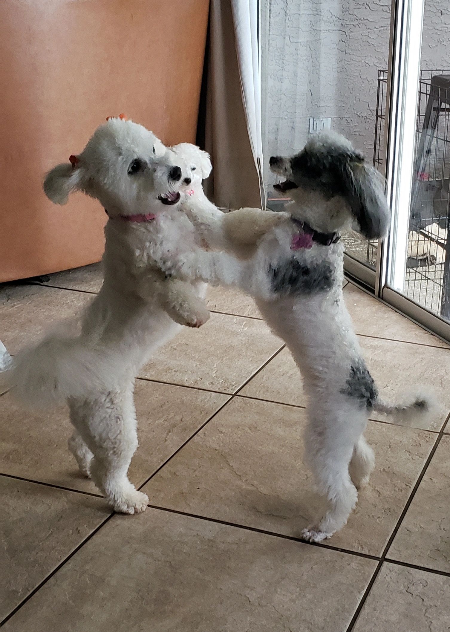 Doggy Day Care Full Day doggy-day-care-full-day