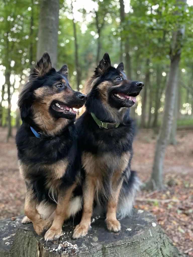 Eibenherz - Züchter, Chodsky Pes, Böhmischer Schäferhund
