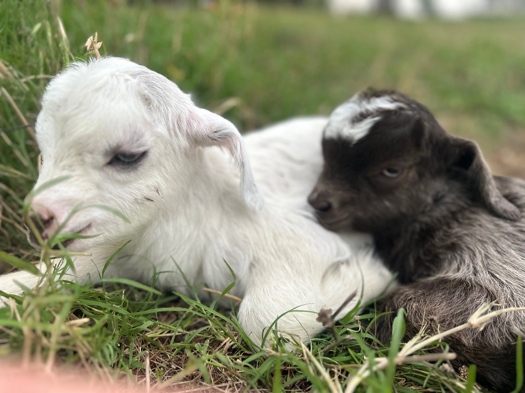 Fainting Goats for Sale - Find Your Perfect Baby Goat Today