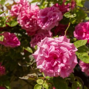 7 Sisters Rose Cuttings
