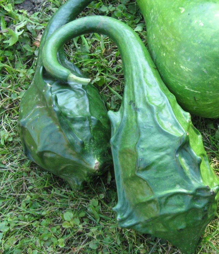 Dragon Gourd Seeds