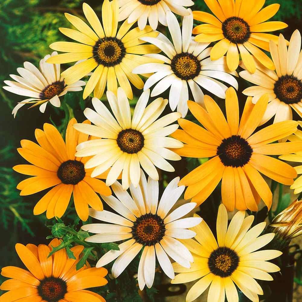 African Daisy Mix Seeds