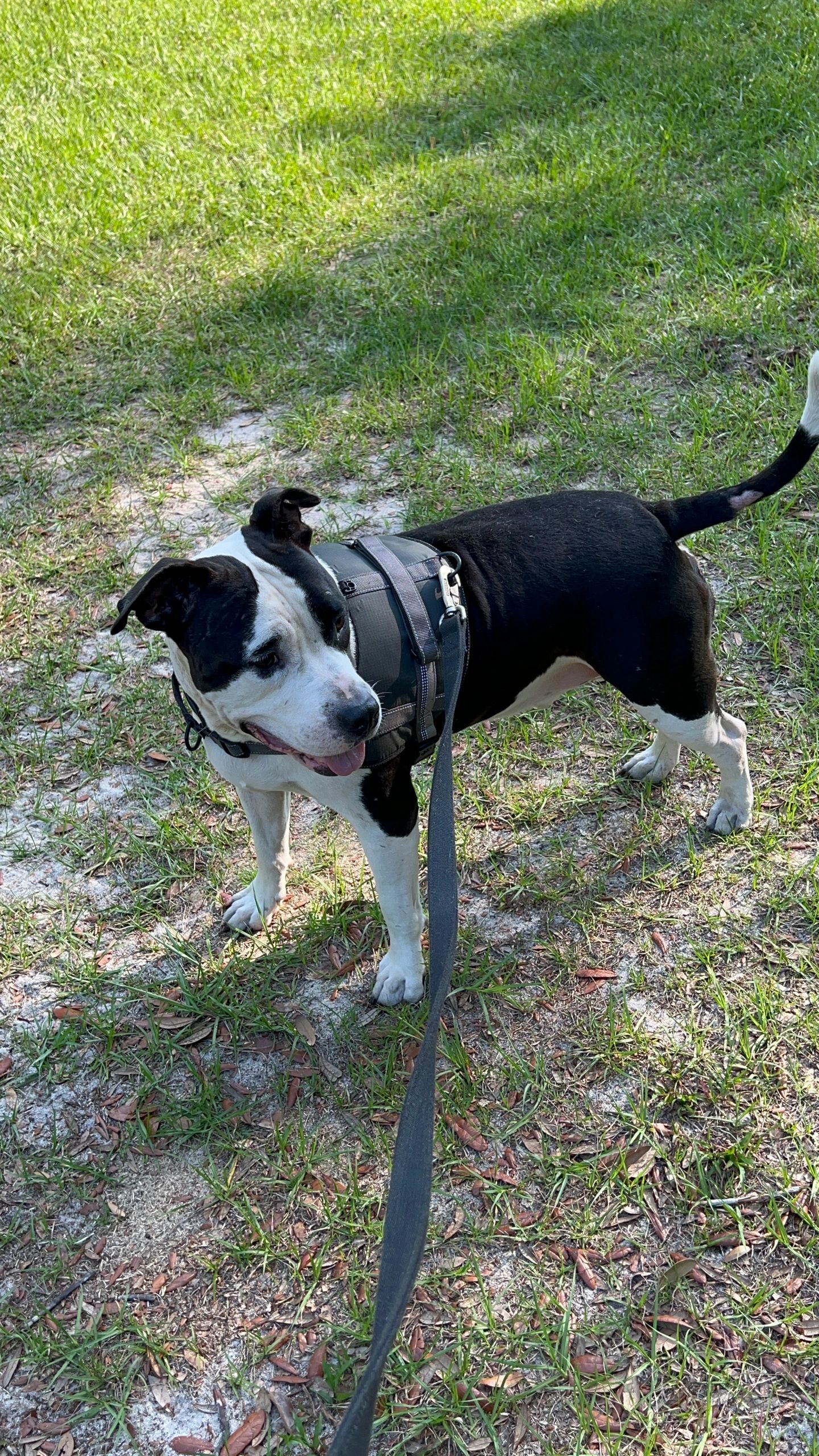 Open Hands Animal Rescue - O.H.A.R Giving Kindness Tirelessly - Rescue ...