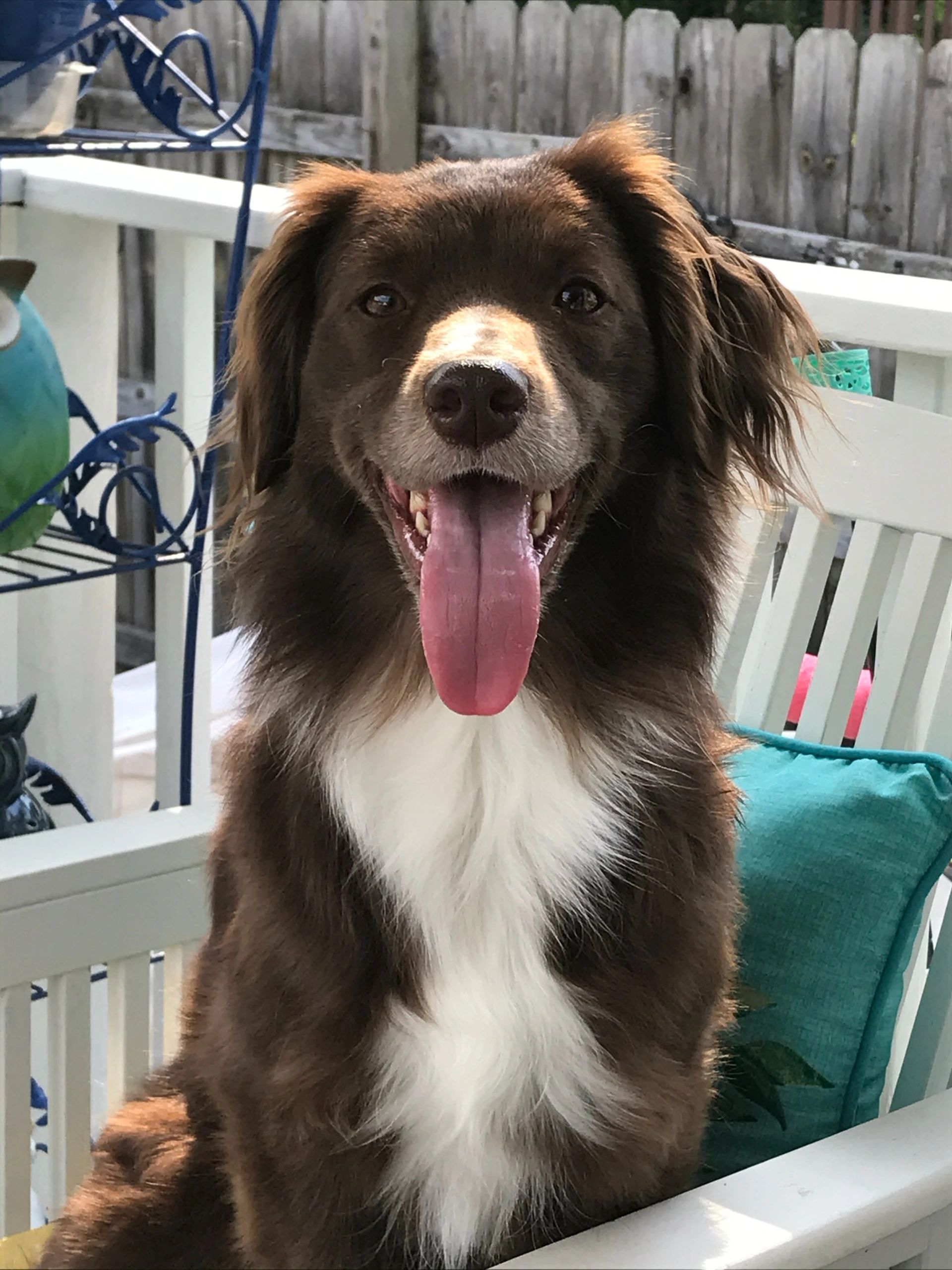 Dog Training - All Dogs Go 2 Kevin