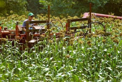 Sorghum Production | NSSPPA