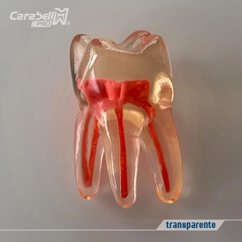 Diente adulto / Pieza 26