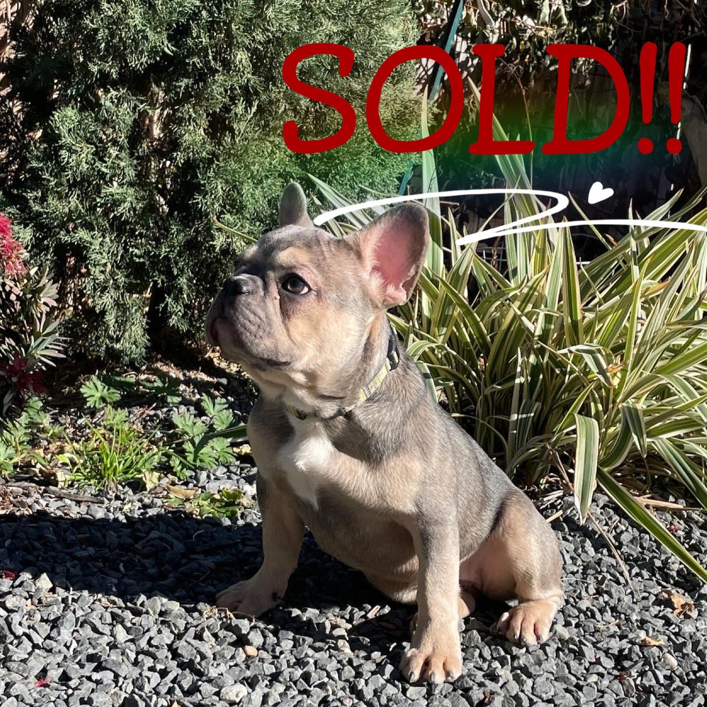 Exotic Frenchie Puppies