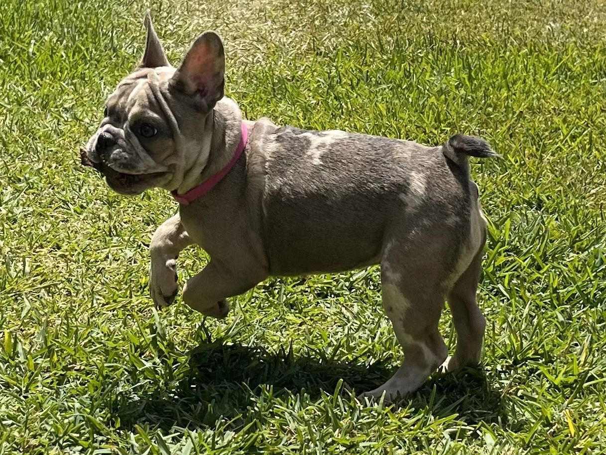 Exotic Frenchie Puppies