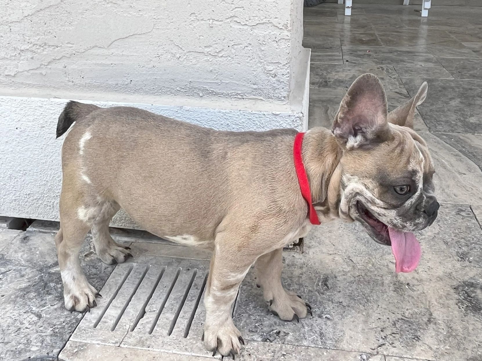 Exotic Frenchie Puppies