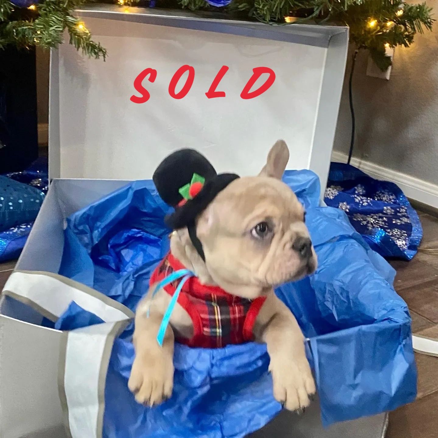 Exotic Frenchie Puppies