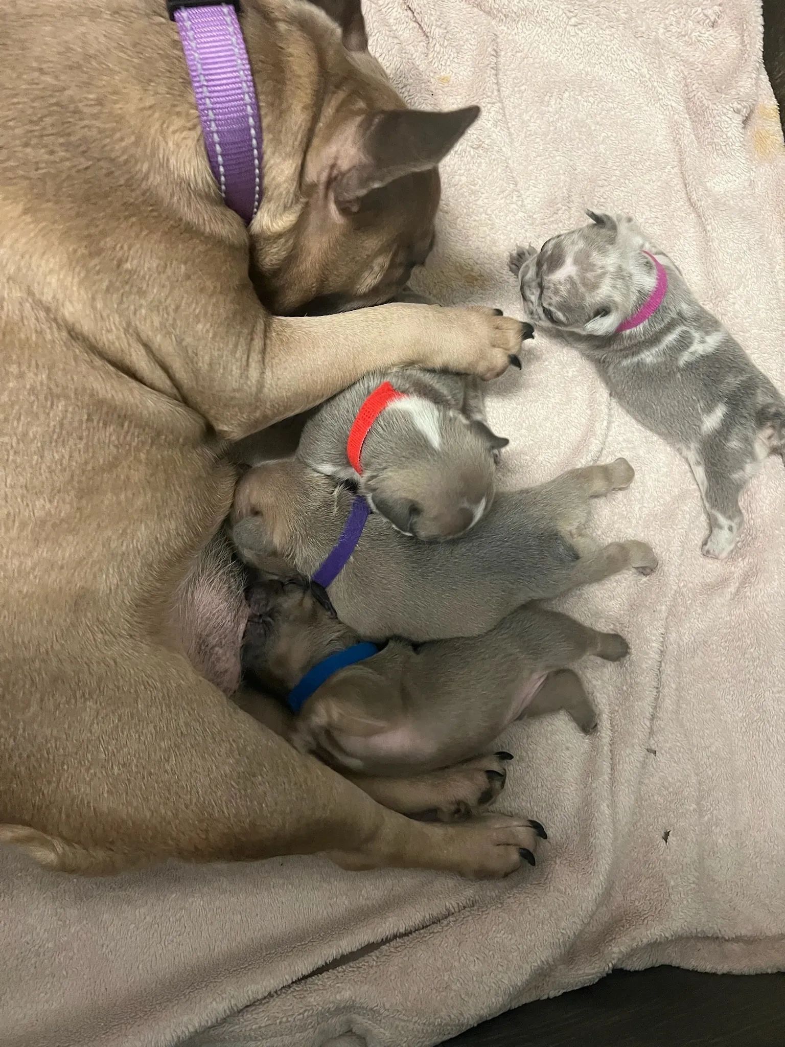 Exotic Frenchie Puppies