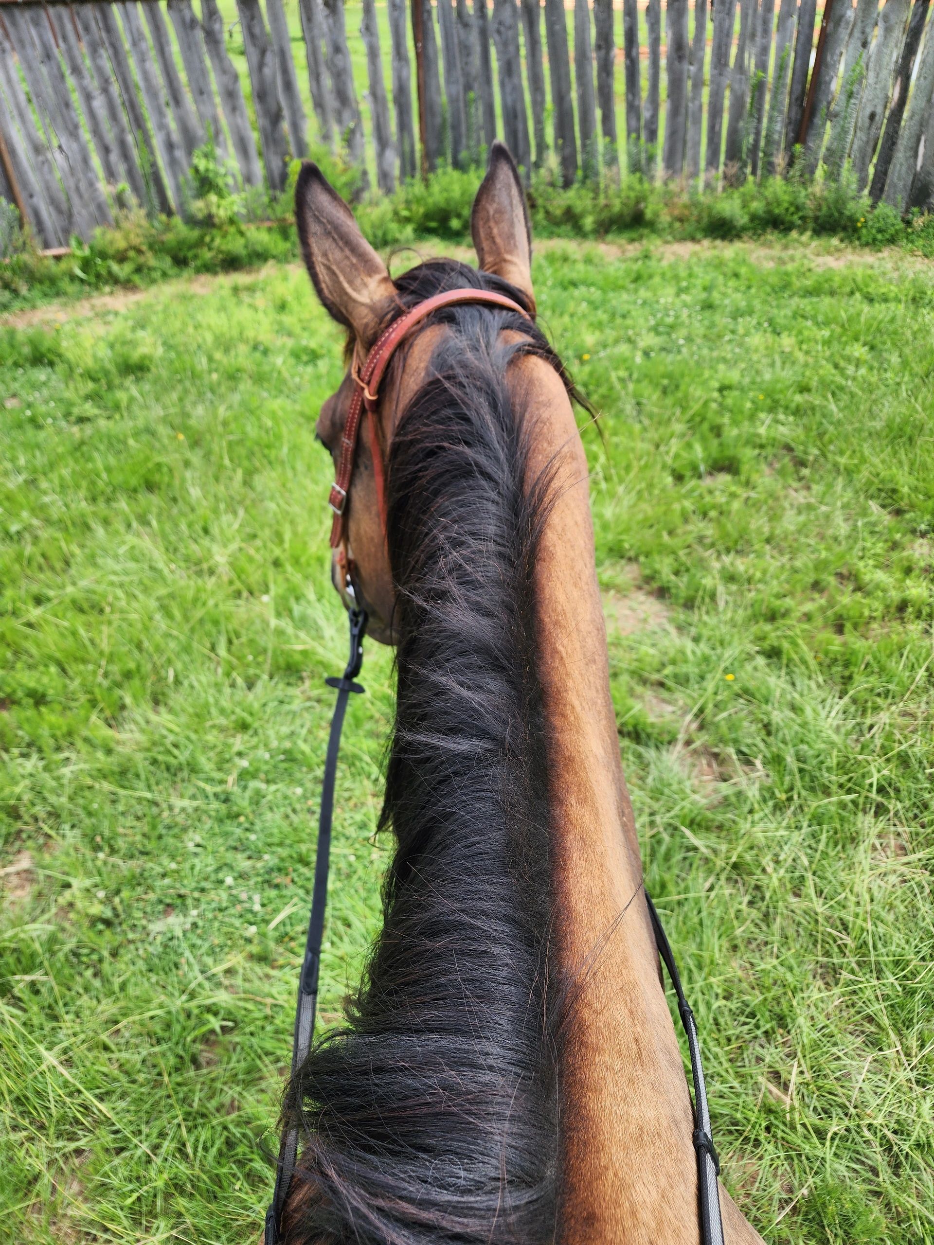 Rohirrim Stables