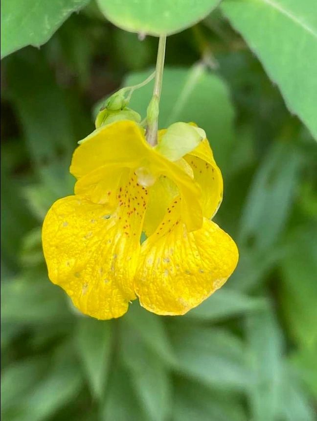 Haiku, September 11, 2020