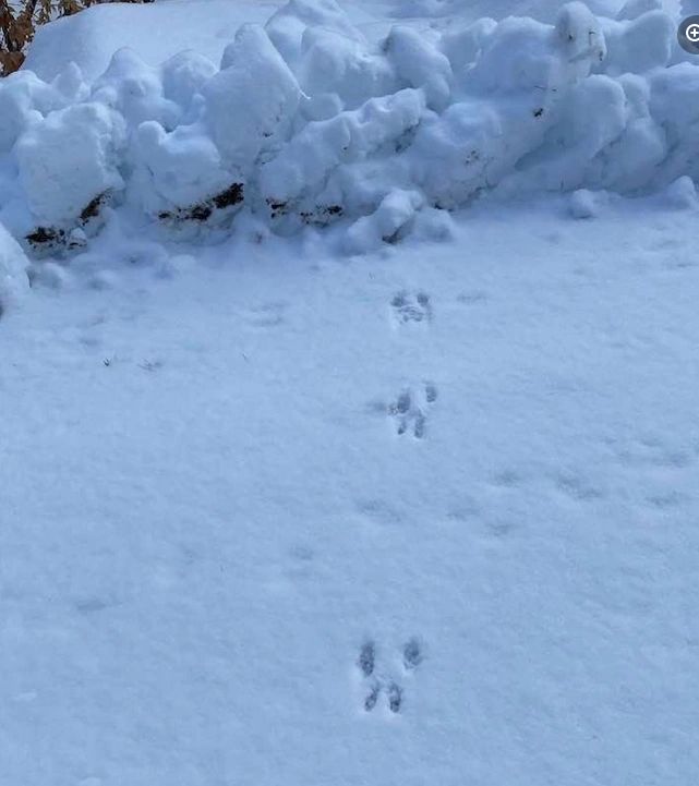 Haiku, January 20th, 2021