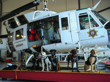 San Bernardino County Sheriffs Department- Search Dog Team