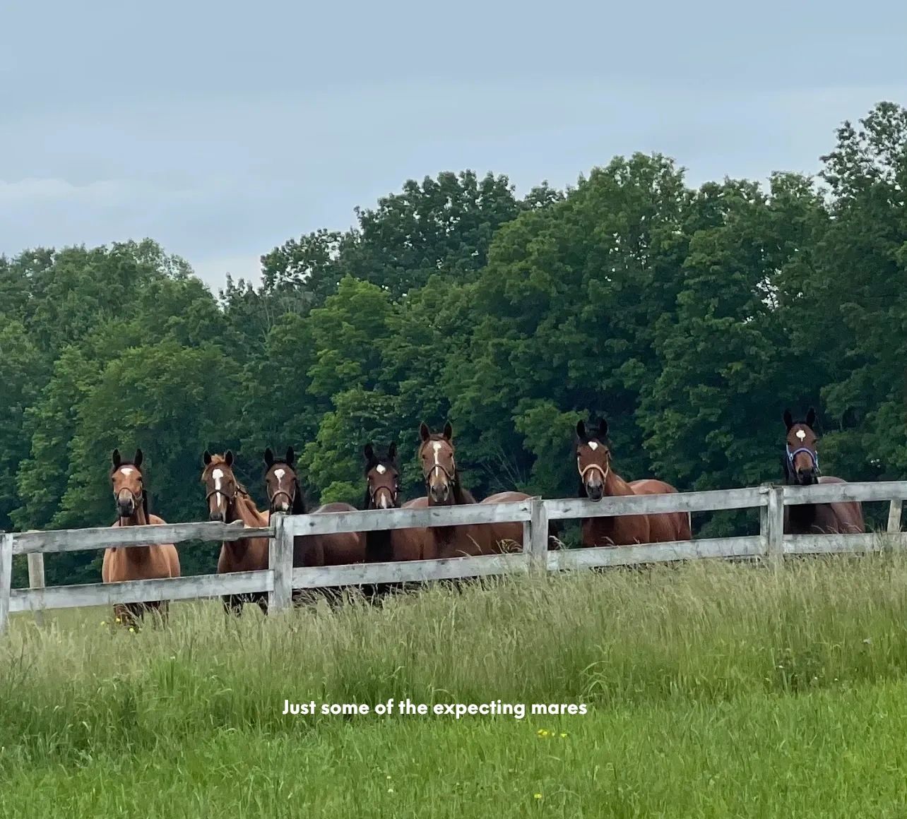 Buckeye Stallion Station