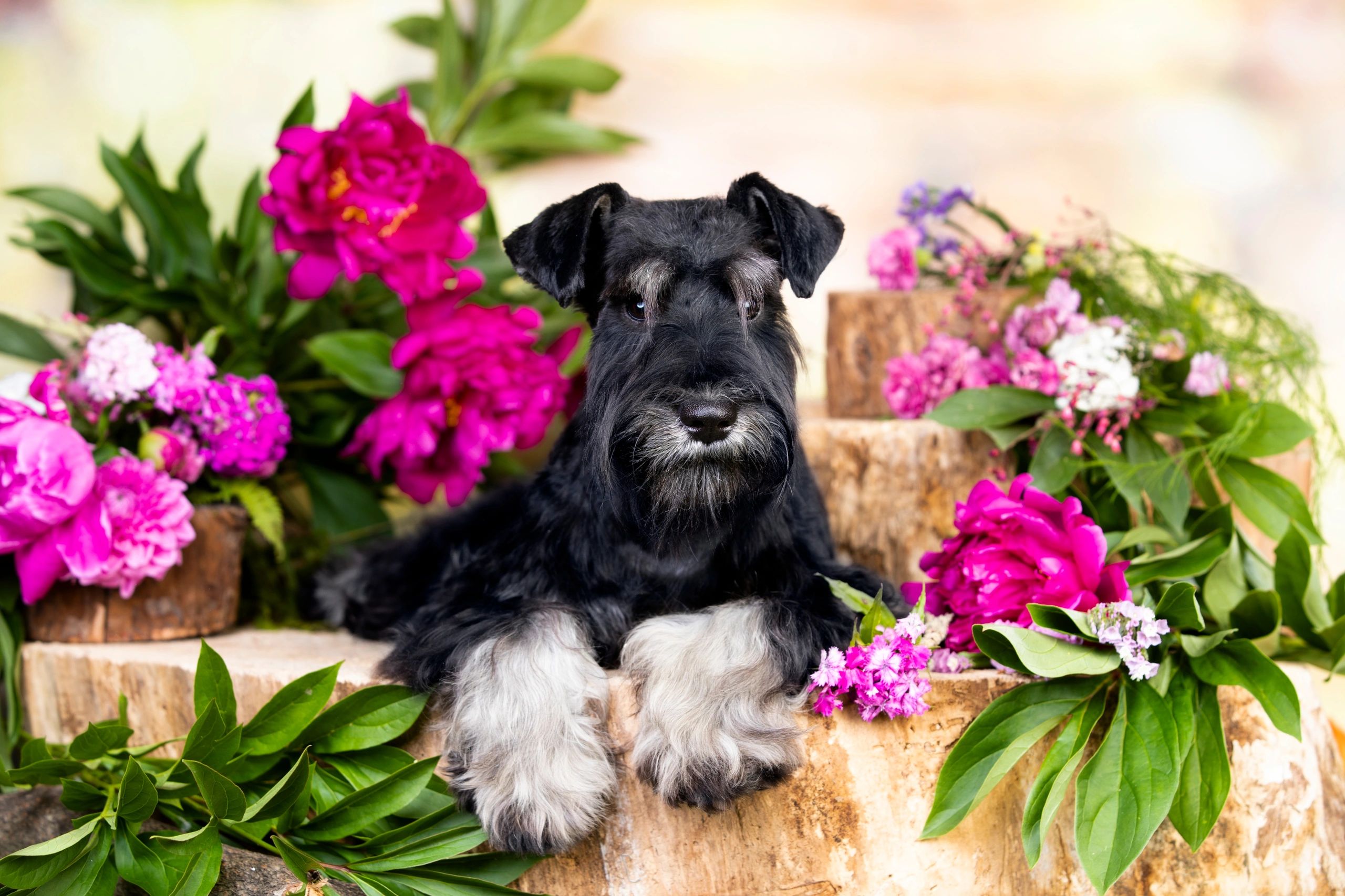 Adopt a Dog at Pure Joy Pets