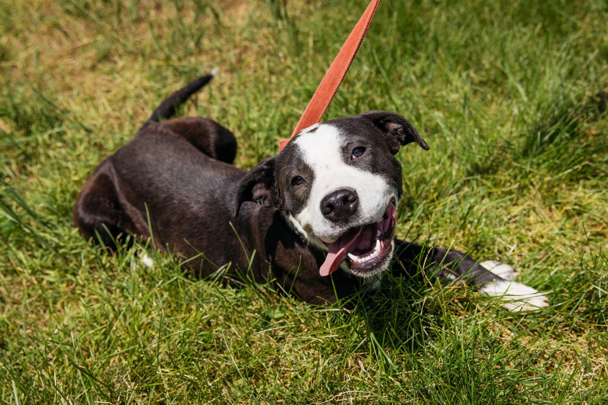 Pet Adoption from Ozark Humane Society