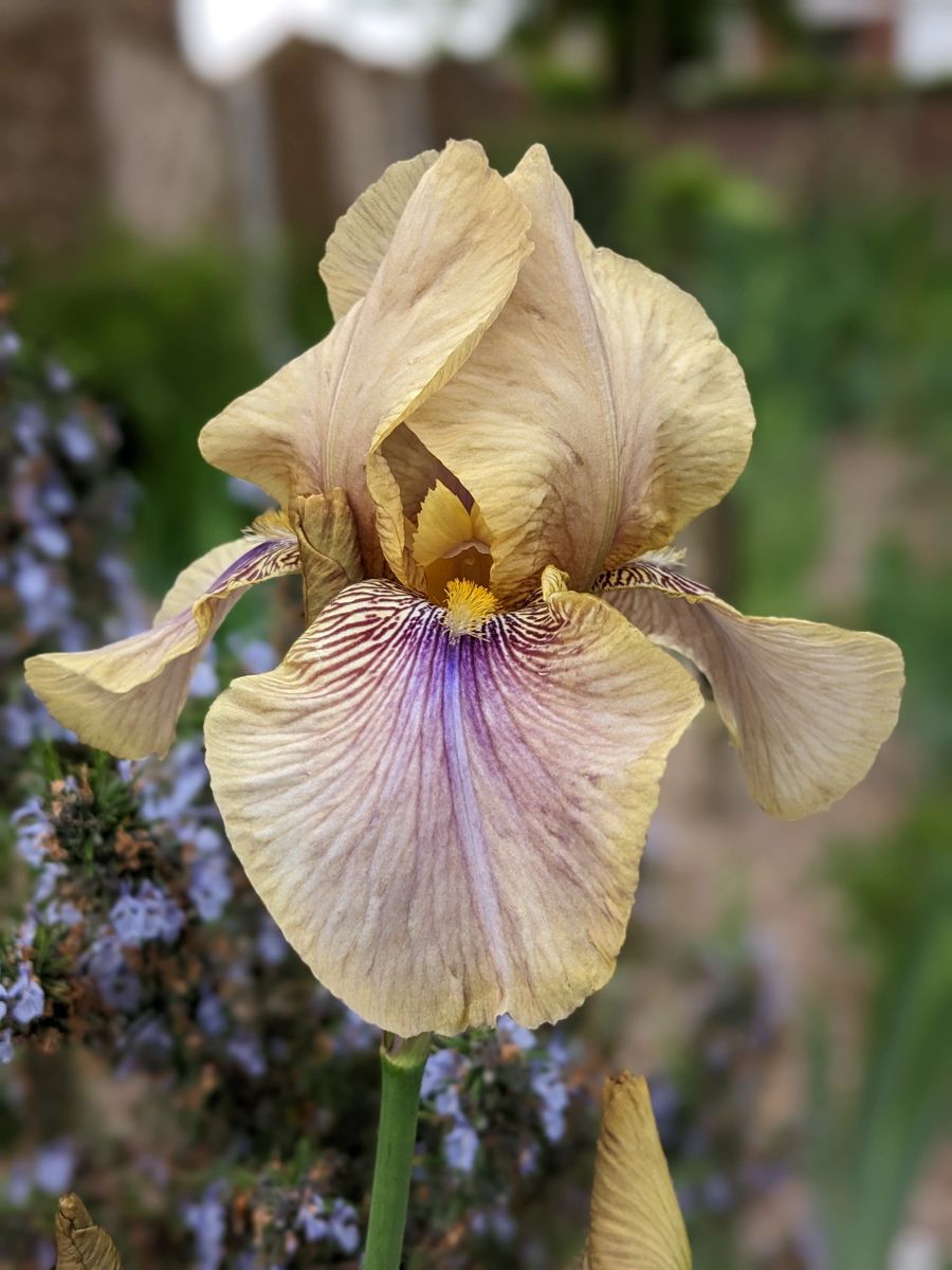 Benton Olive - Cedric Morris Historic Bearded Iris