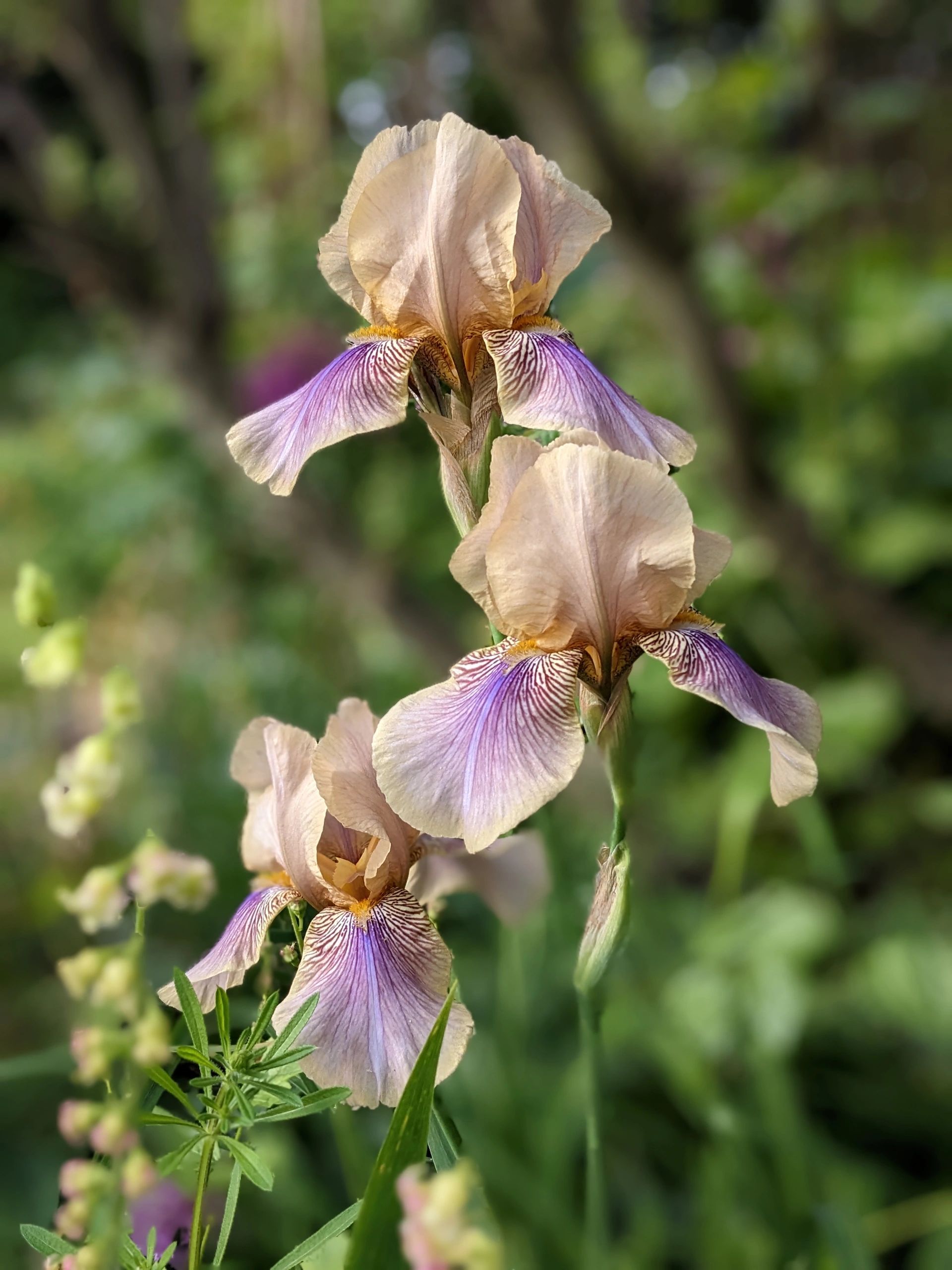 Seeds for Sale - The Manic Botanic®