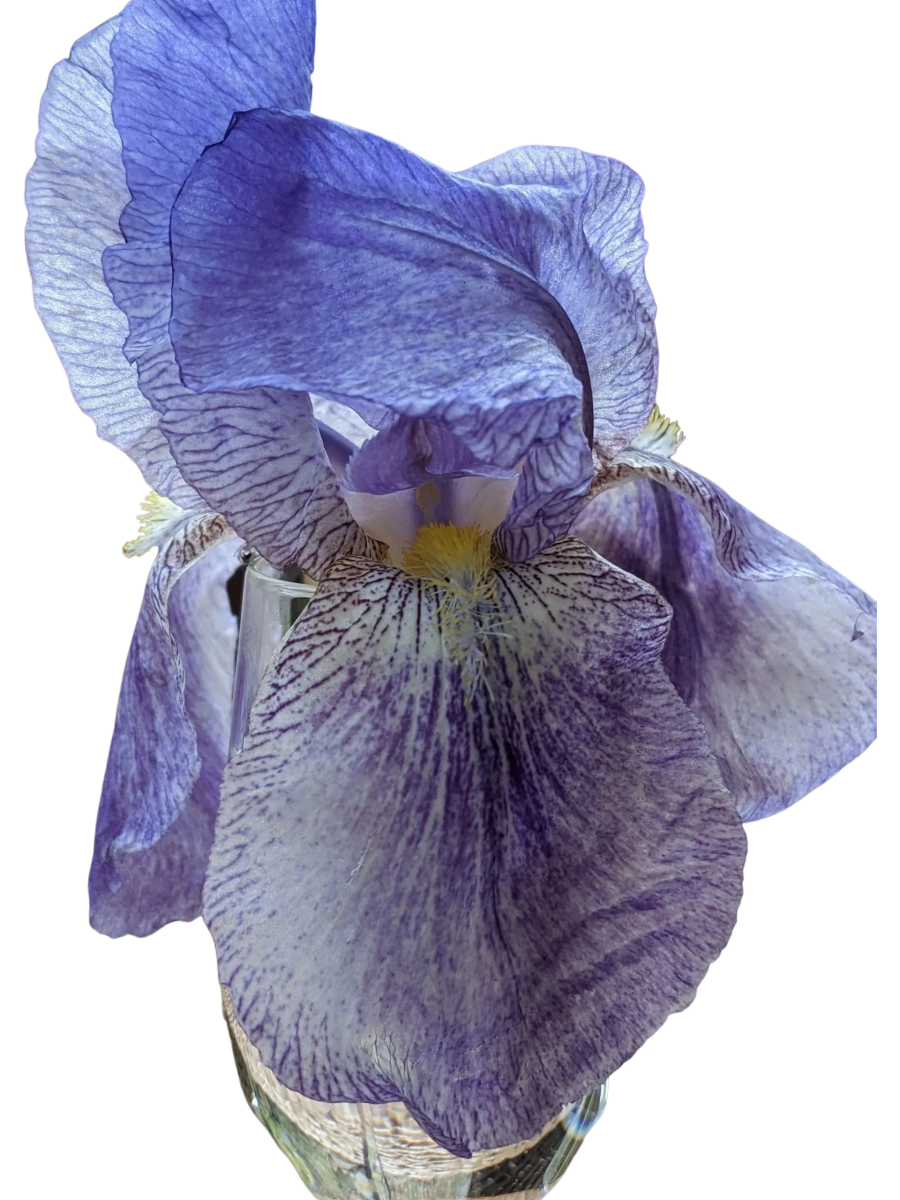 Benton Blue John - Cedric Morris Historic Bearded Iris