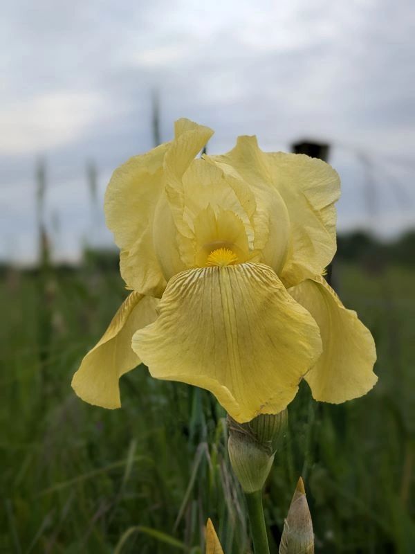Benton Apollo - Cedric Morris Historic Bearded Iris