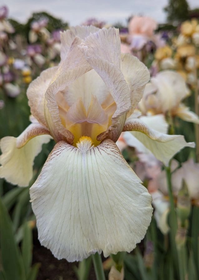 Benton Argent - Cedric Morris Historic Bearded Iris