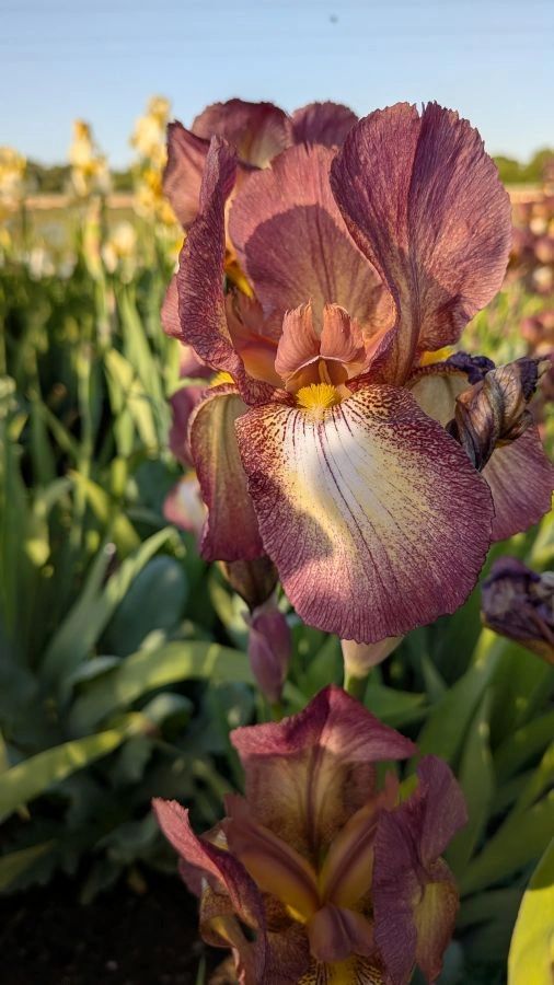 Benton Arundel- Cedric Morris Historic Bearded Iris