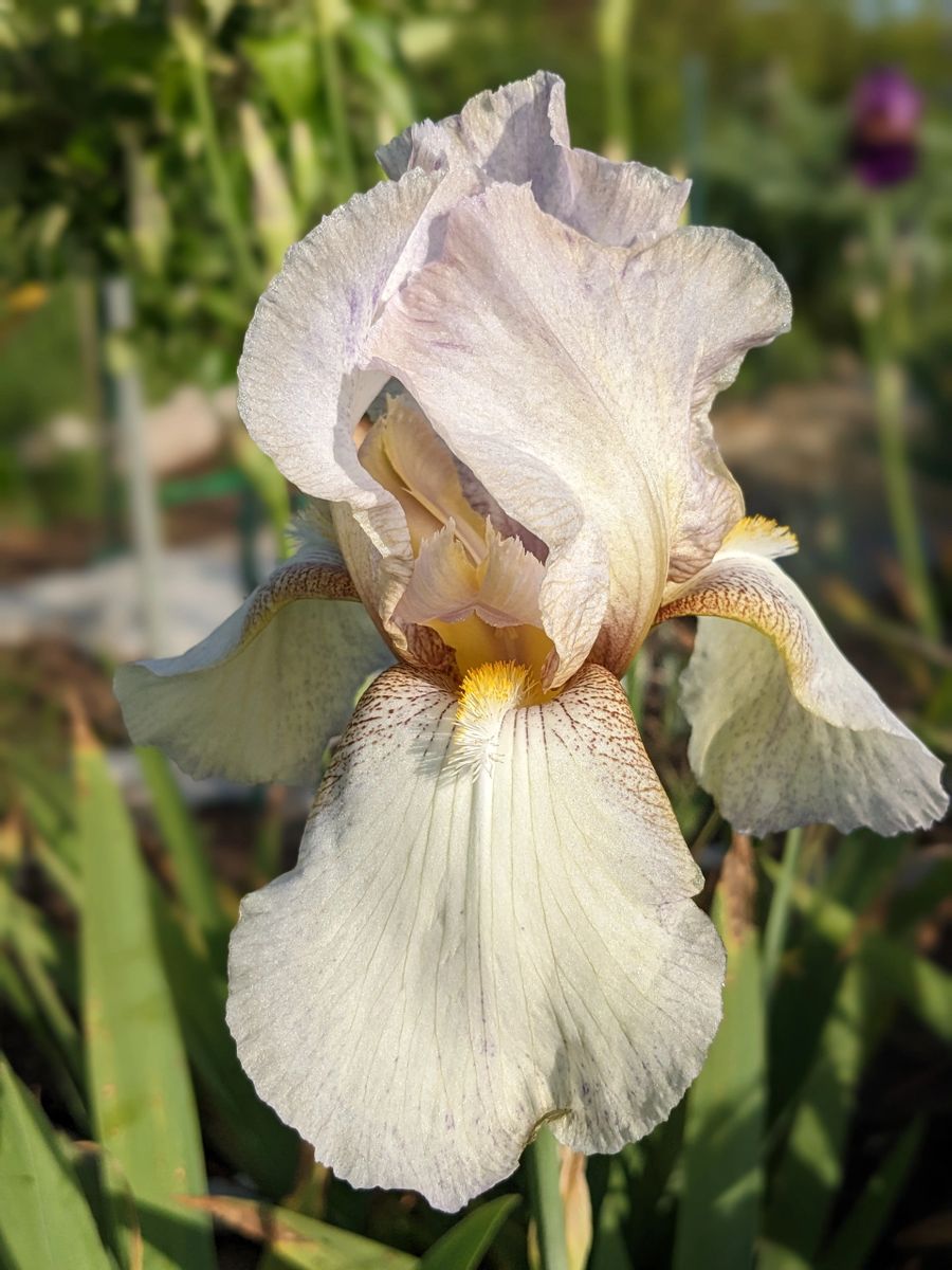 Benton Argent - Cedric Morris Historic Bearded Iris