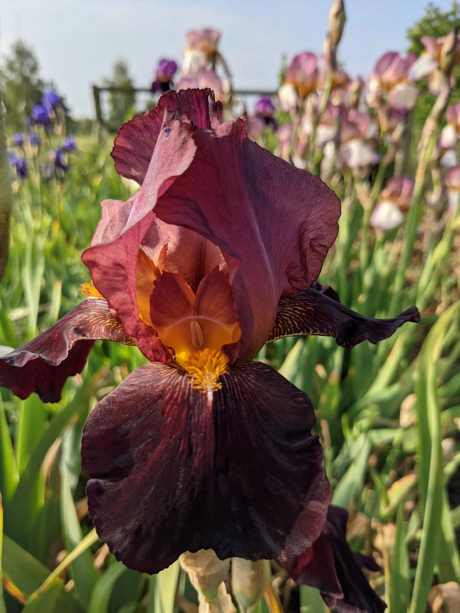 Benton Caramel - Cedric Morris Historic Bearded Iris