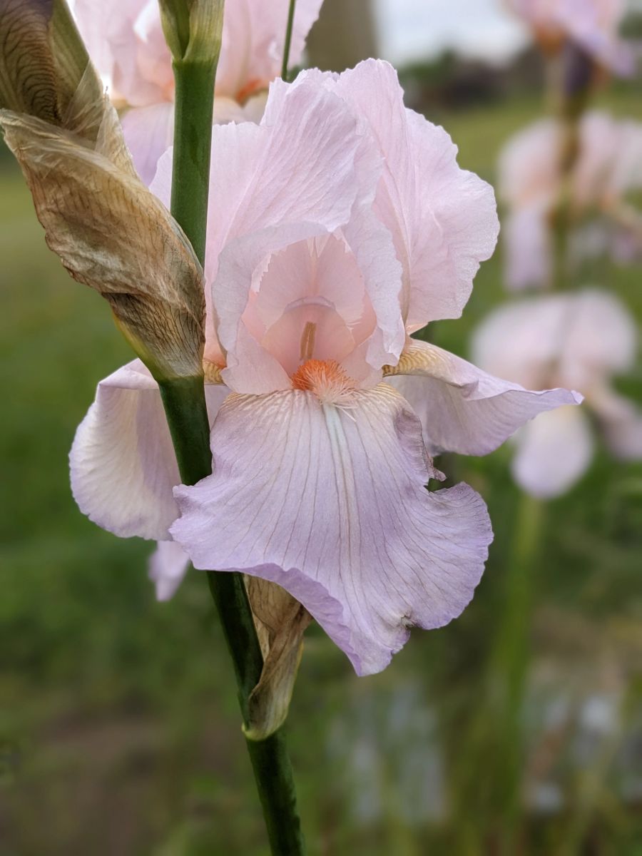Benton Cordelia - Cedric Morris Historic Bearded Iris