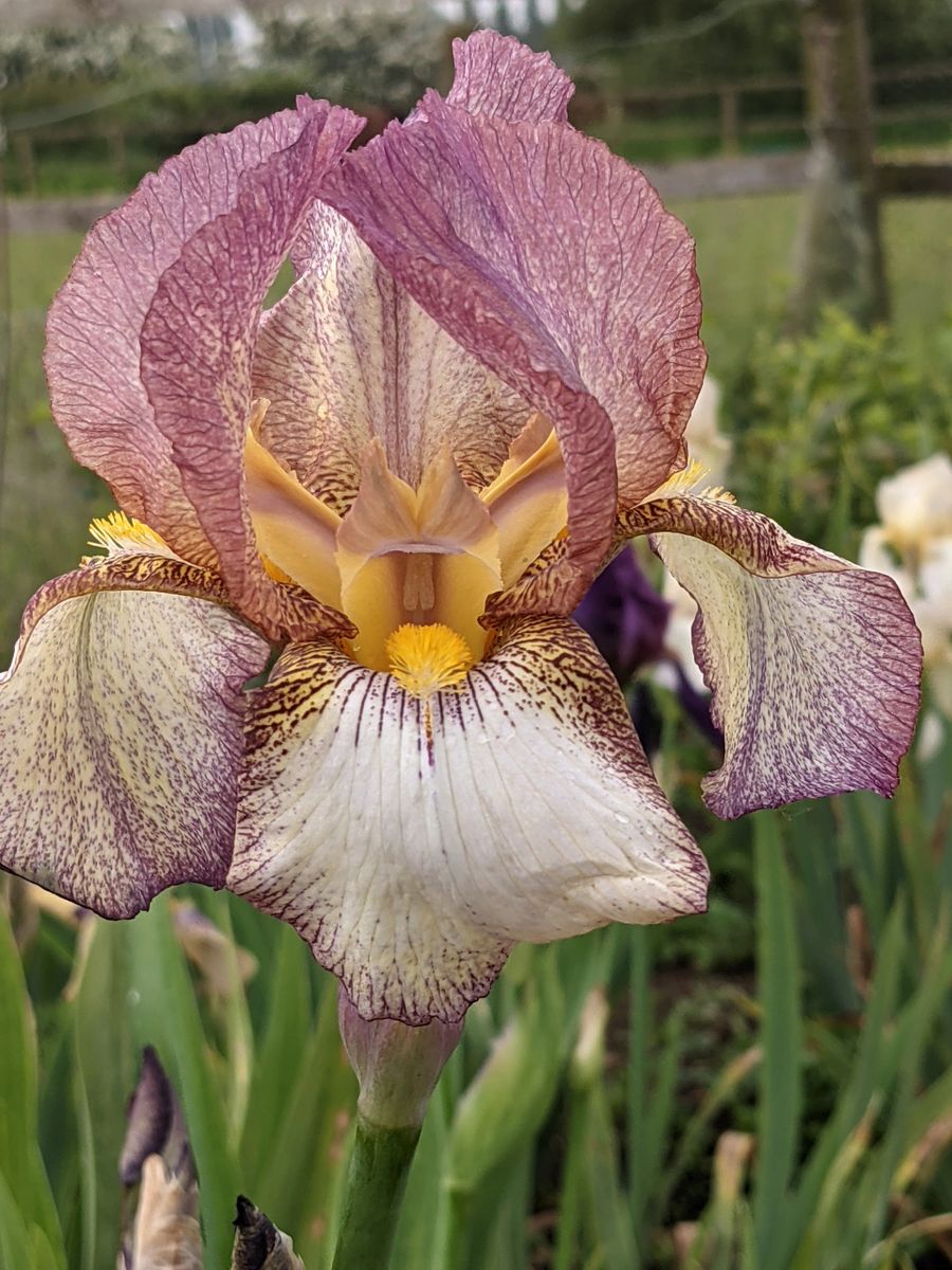 Benton Deidre - Cedric Morris Historic Bearded Iris