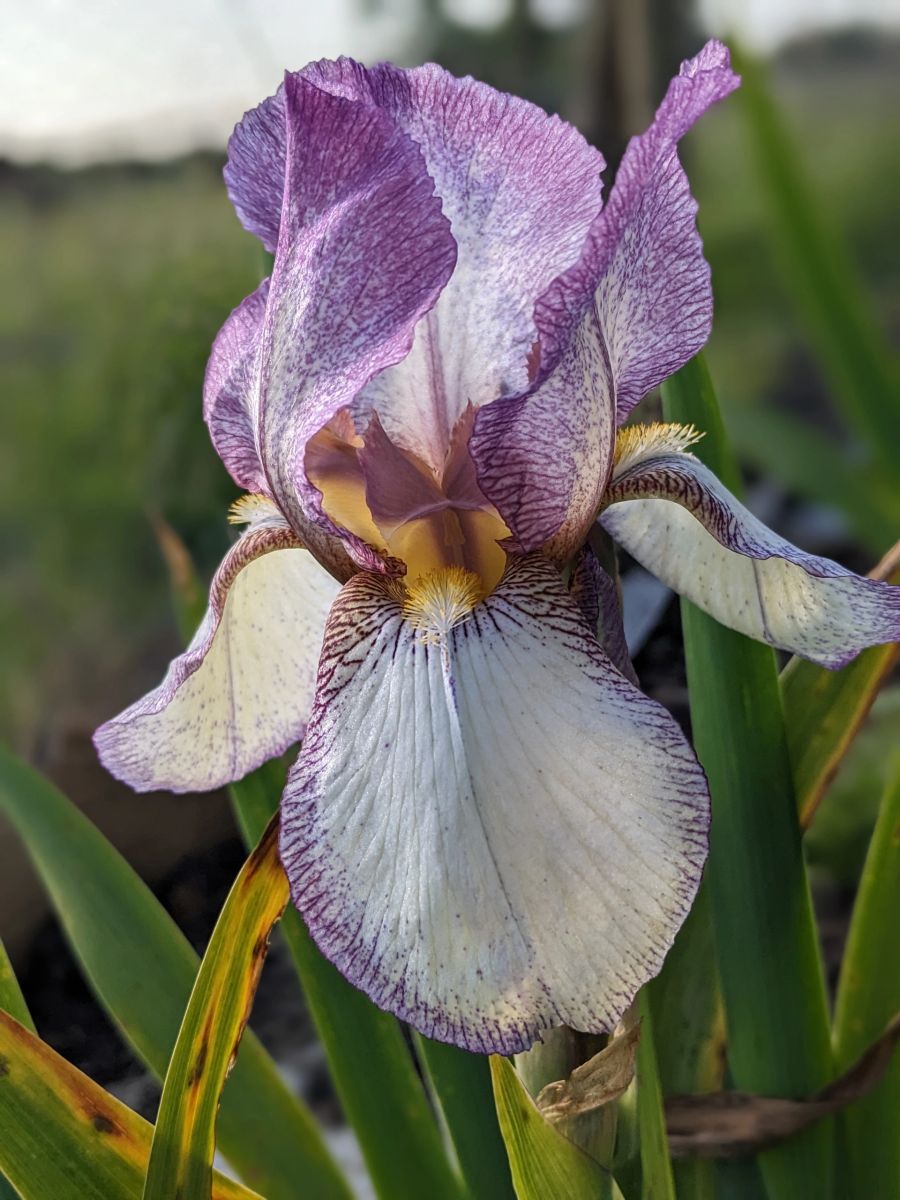 Benton Lorna - Cedric Morris Historic Bearded Iris