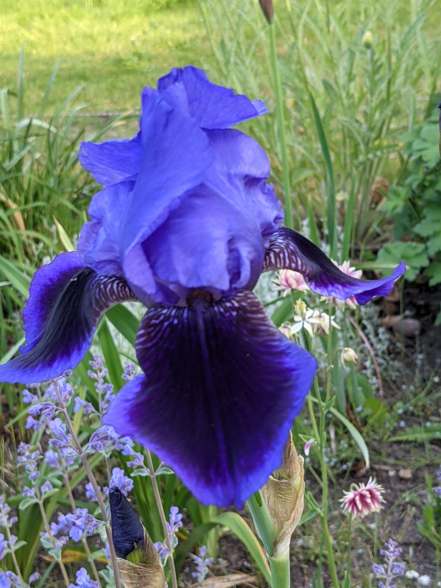 Benton Nigel - Cedric Morris Historic Bearded Iris