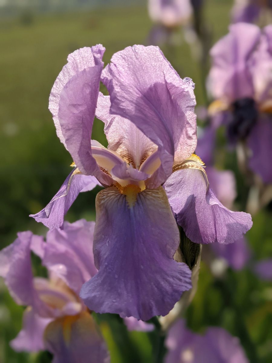 Benton Old Madrid - Cedric Morris Historic Bearded Iris