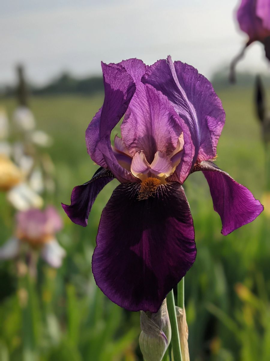 Benton Storrington - Cedric Morris Historic Bearded Iris