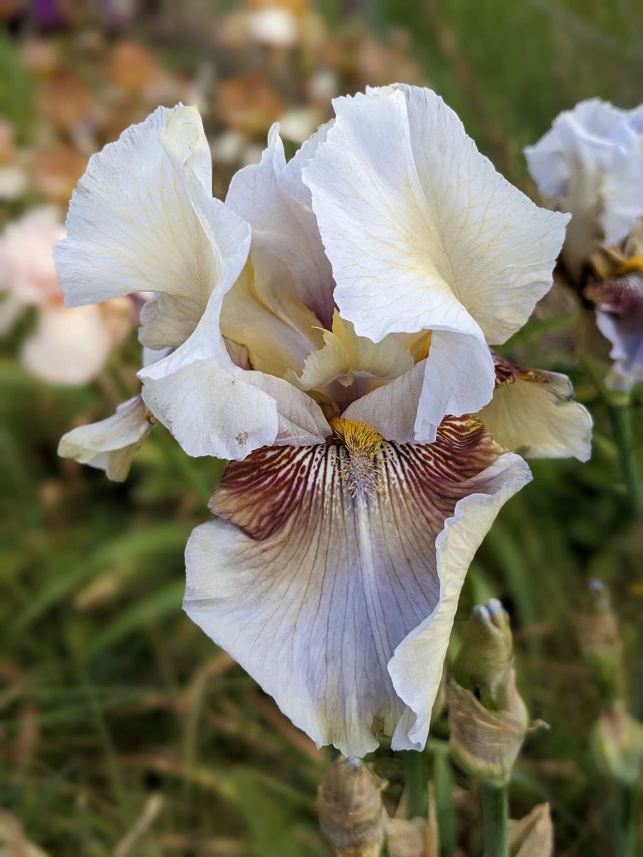 Benton Farewell - Cedric Morris Historic Bearded Iris