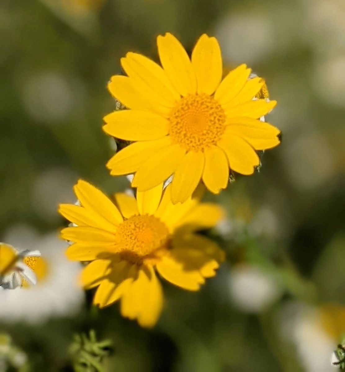 Glebionis segetum - Corn Marigold - 600 Seeds