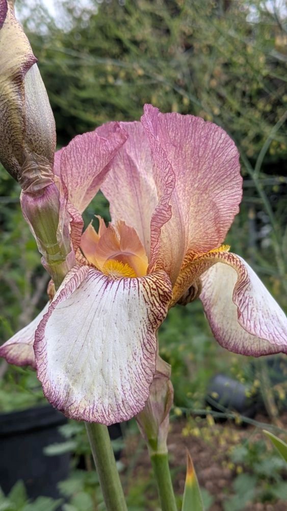 Benton Deidre - Cedric Morris Historic Bearded Iris