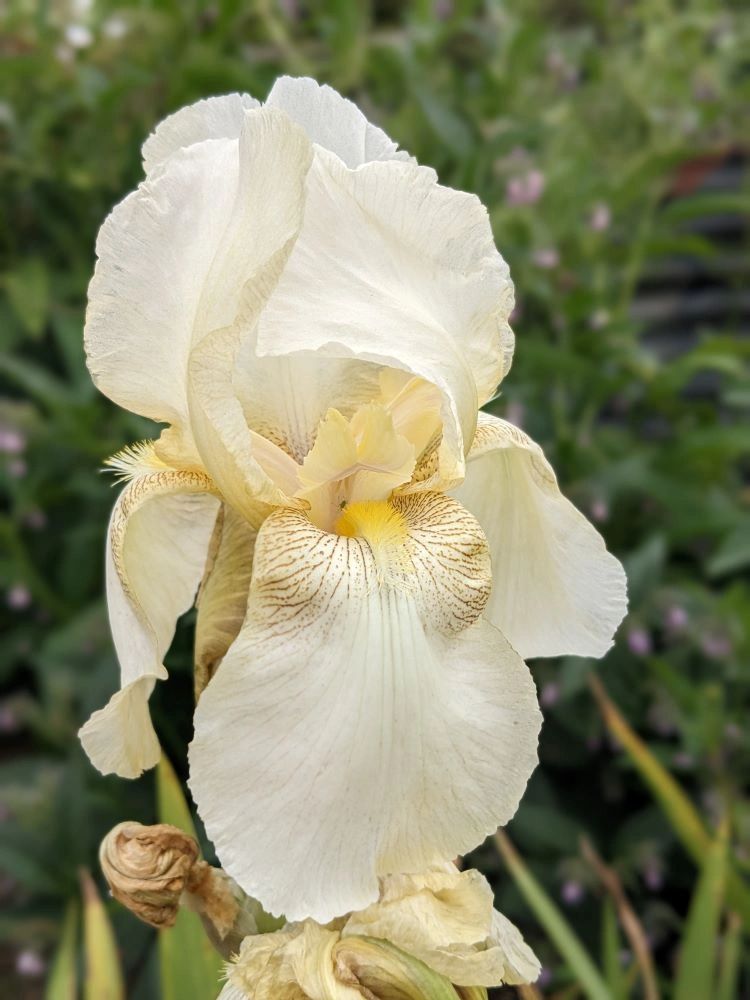 Benton Duff - Cedric Morris Historic Bearded Iris