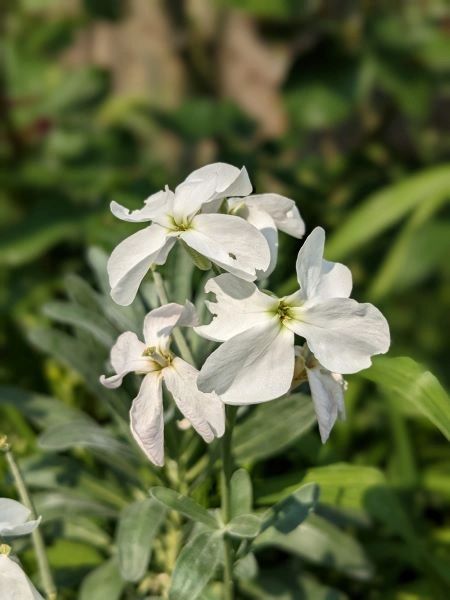 Matthiola arborescens Alba - Tree Stock - 50 Seeds