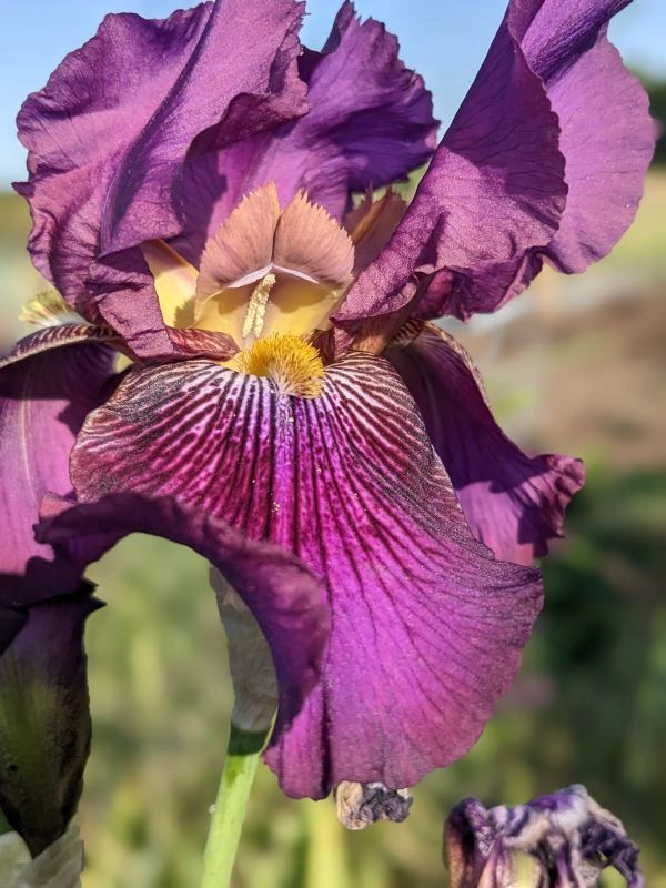 Benton Menace - Cedric Morris Historic Bearded Iris