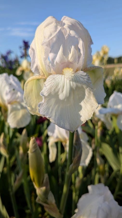 Benton Opal - Cedric Morris Historic Bearded Iris