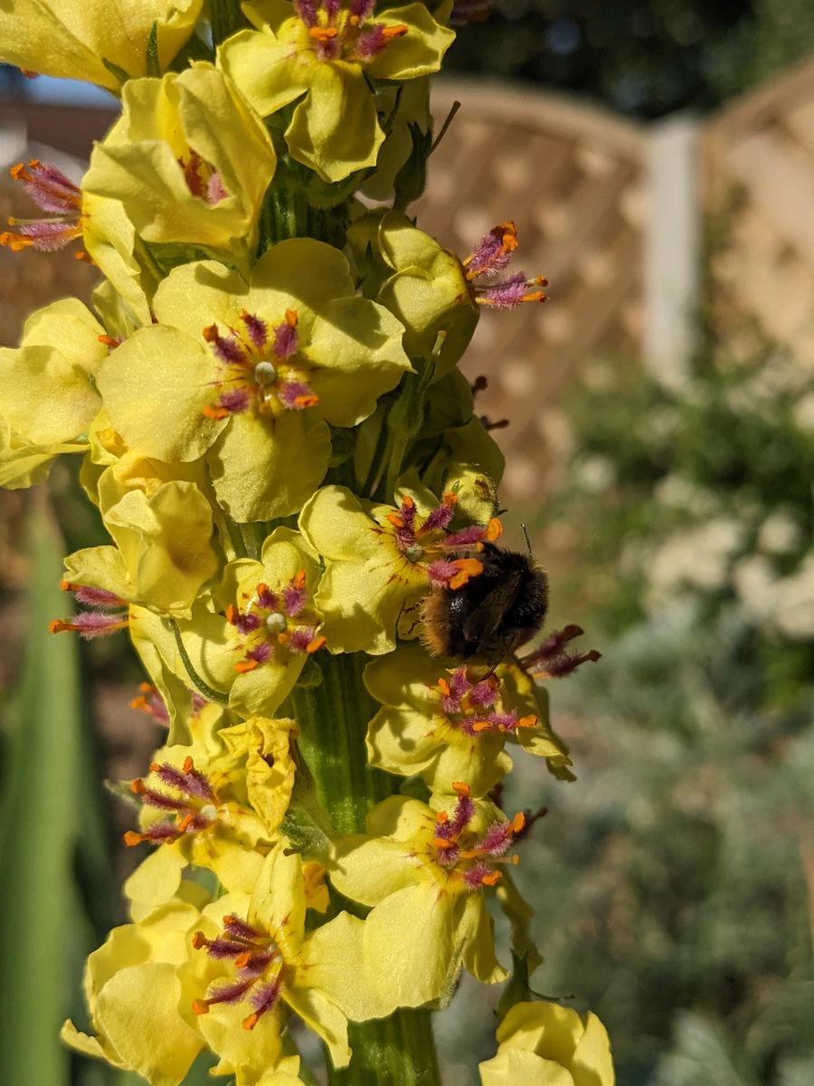 Verbascum nigrum - Candlewick Plant Dark Mullein - 200 Seeds