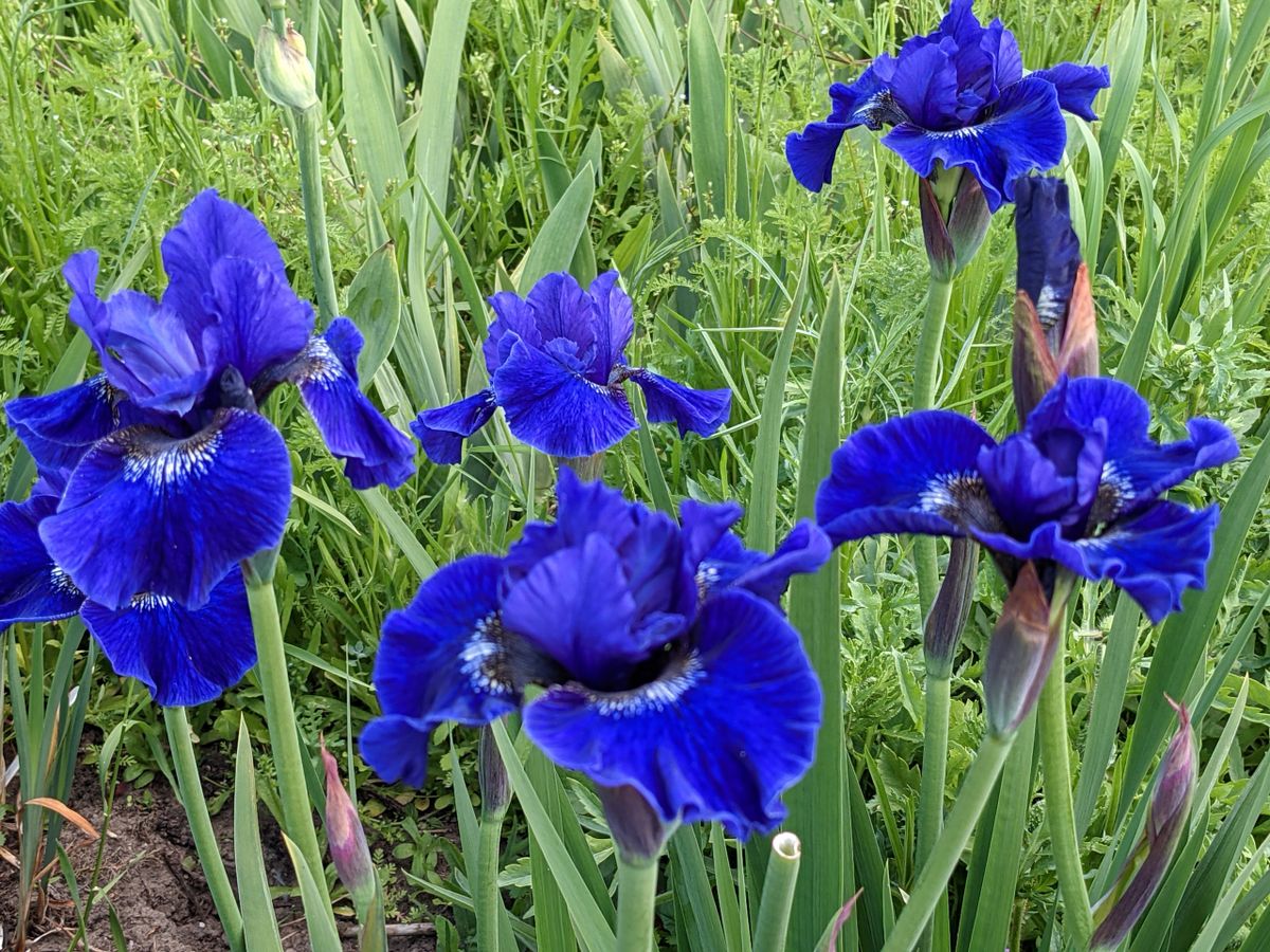 Iris