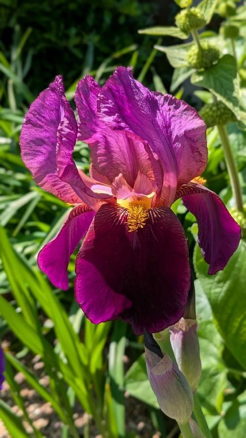 Storrington - Cedric Morris Historic Bearded Iris
