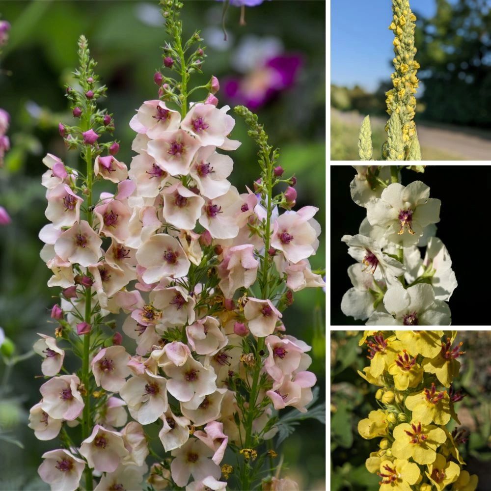 Verbascum Species - Mixed Mullein- 1000+ Seeds