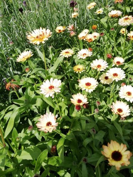 Calendula officinalis - Sunset Buff - 75 SEEDS